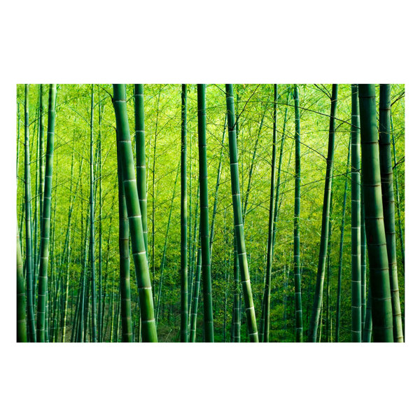 Bay Isle Home Neal Bamboo Forest 2.55m x 384cm Wallpaper Roll | Wayfair.co.uk